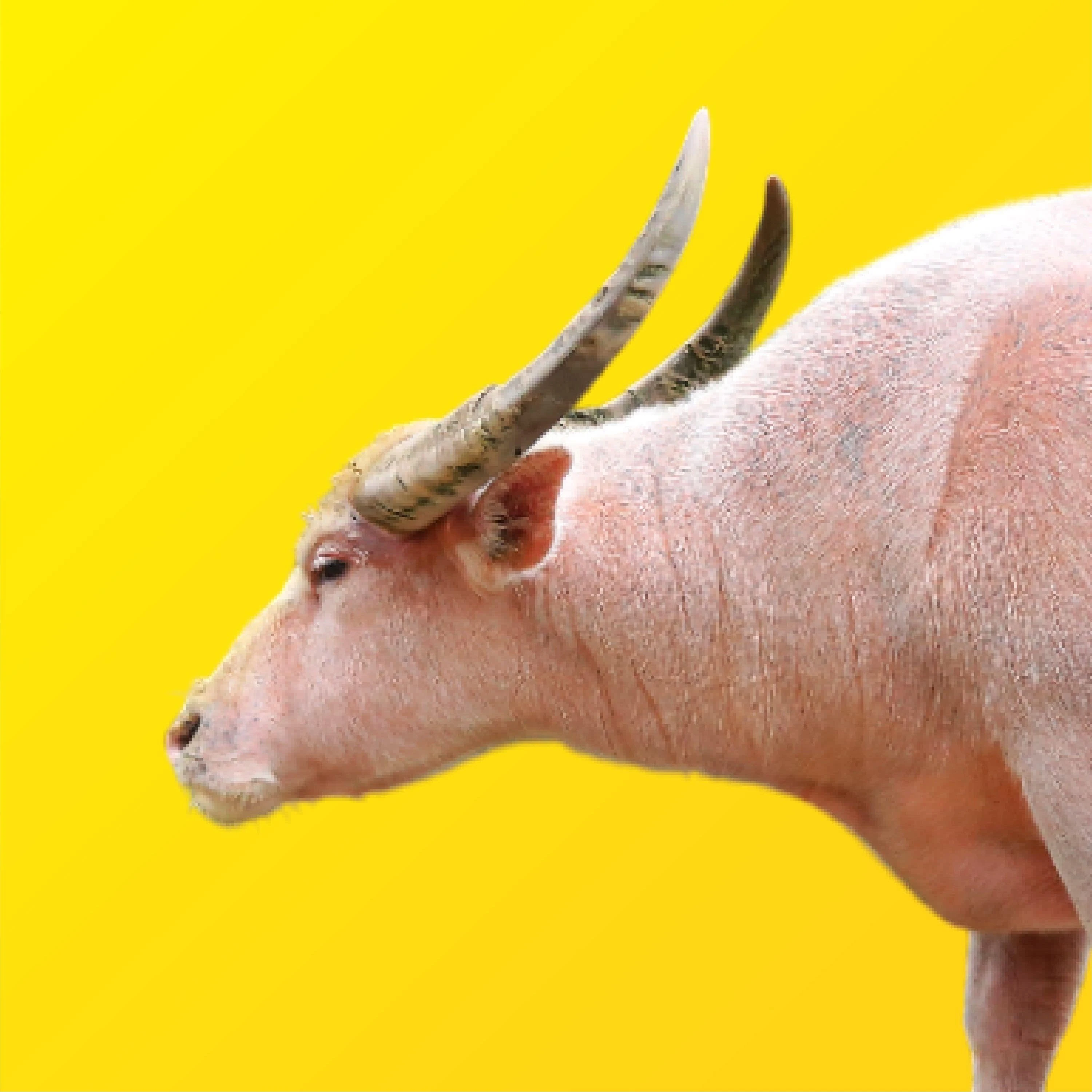 Animal Farm & Mini Zoo at Kampung Agong Penang | Family Holiday Tourism